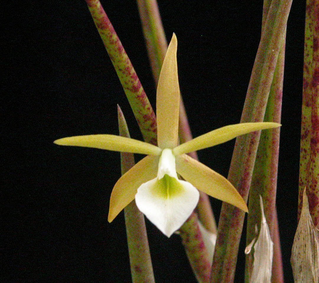 Orquídea Brassavola : El Mundo y sus Plantas