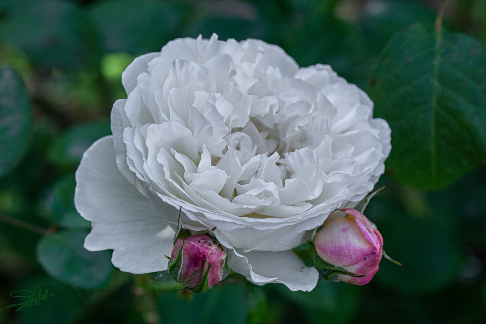 LA MAGIA DE MI JARDIN: CAPÍTULO IV. ROSAS CON NOMBRE. VIRGO Y ...