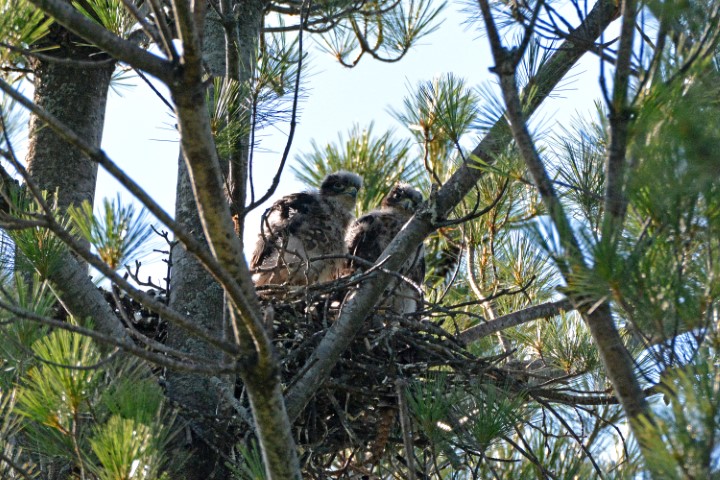 Ottawa Area Birding: Merlin Nest with 3 or 4 Young