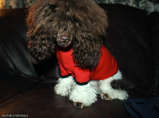 Huxtable The Poodle | Toy Poodle Blog | Parti Poodle: American Apparel ...