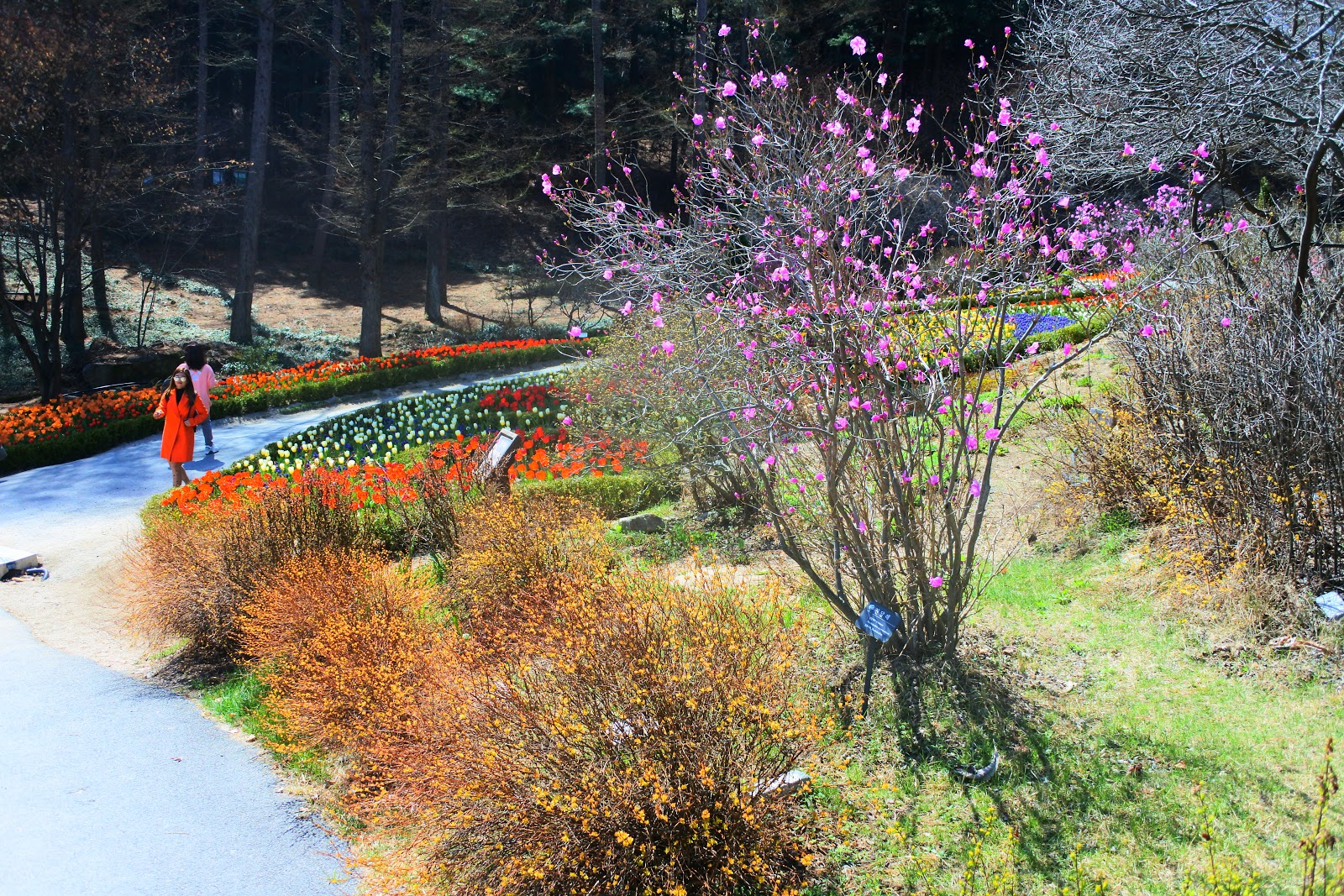 Jalan - jalan Korea 2017: Musim bunga di Garden of Morning Calm dan ...