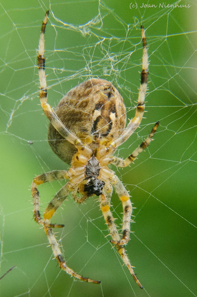 Pacific northwest spiders - webcamgarry