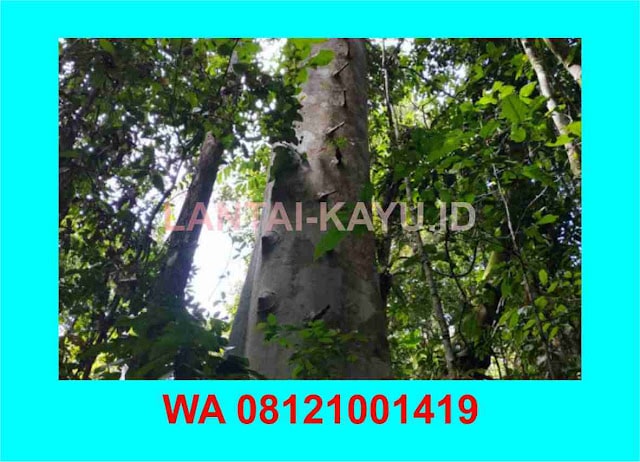 Review kayu matoa sebagai kayu berkualitas - Lantai kayu indonesia