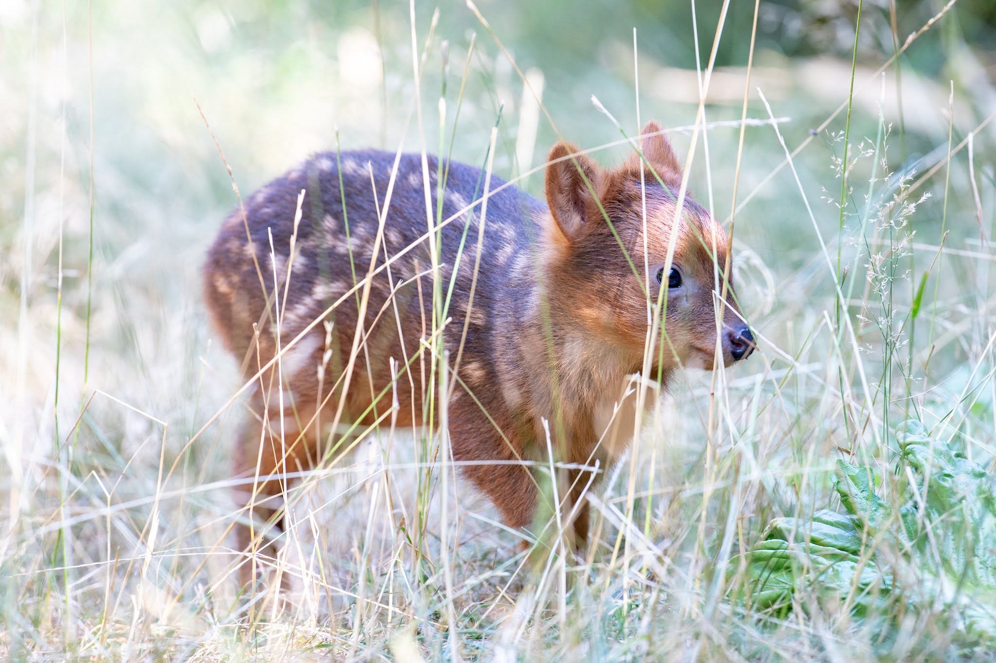 So small, SO cute: Tiny pudu baby has a name!