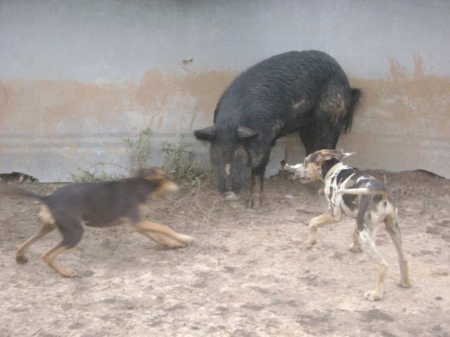 The Catahoula Hog Dog: East Texas Hog Baying Championships 5/26-29, 2016