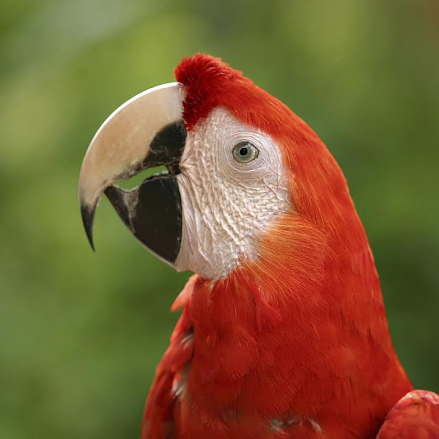 Images of parrots