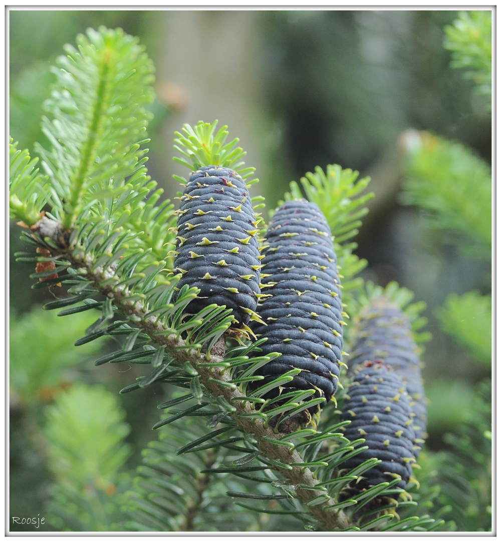 Natuur, cultuur en alles wat boeit ...: Tuin in Budel Dorplein