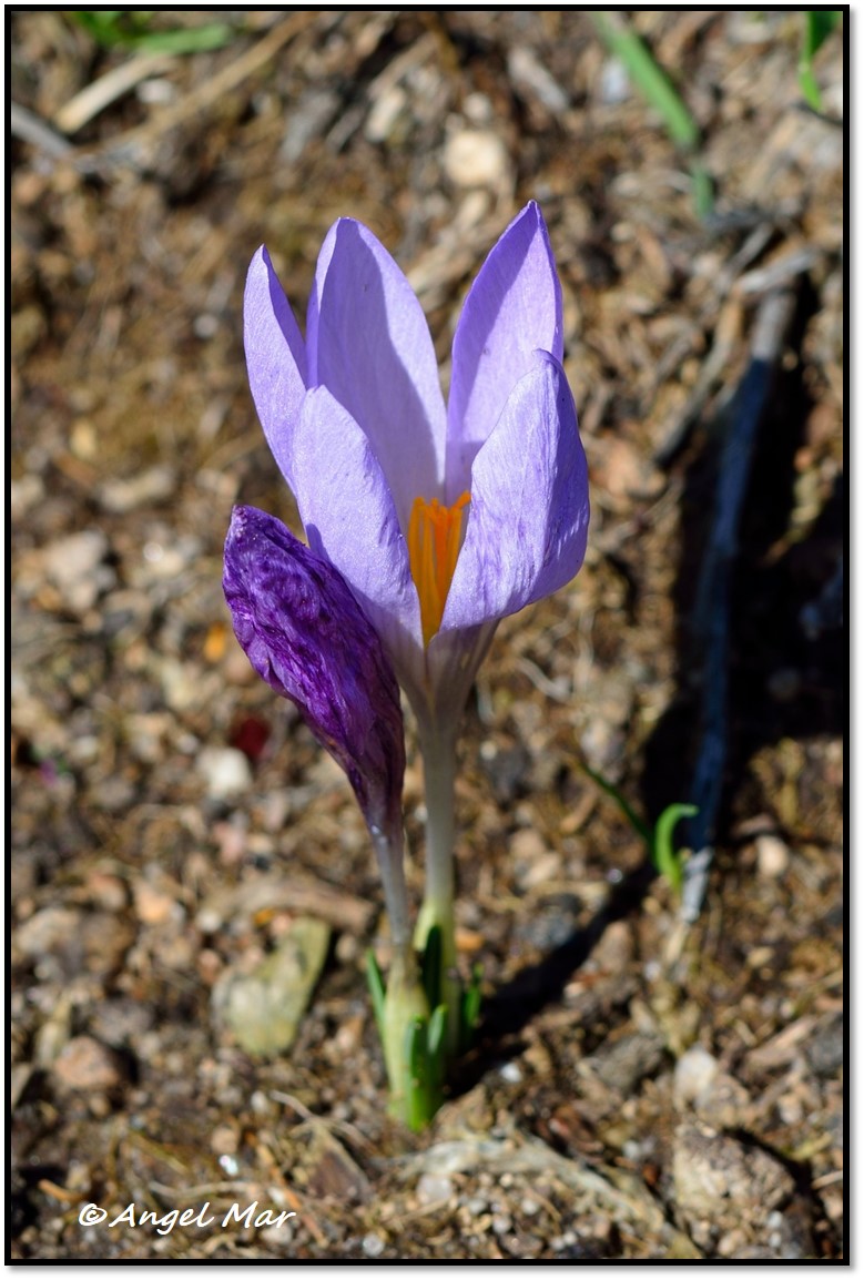 Flores y Bichos ***: Crocus serotinus (Azafrán de otoño - Autumn crocus)