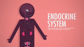 Sistem Endokrin Manusia