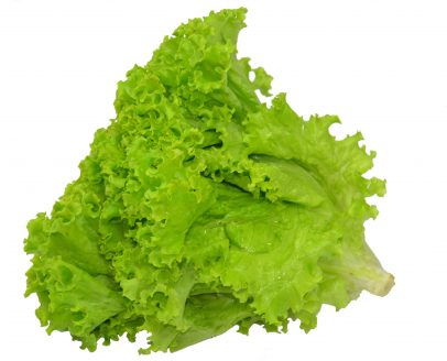 Conheça os benefícios da alface crespa, o produto destaque da semana ...