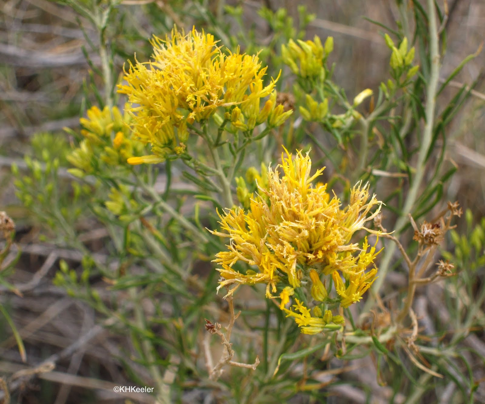 A Wandering Botanist: Plant Story--Rubber Rabbitbrush, Painting the ...