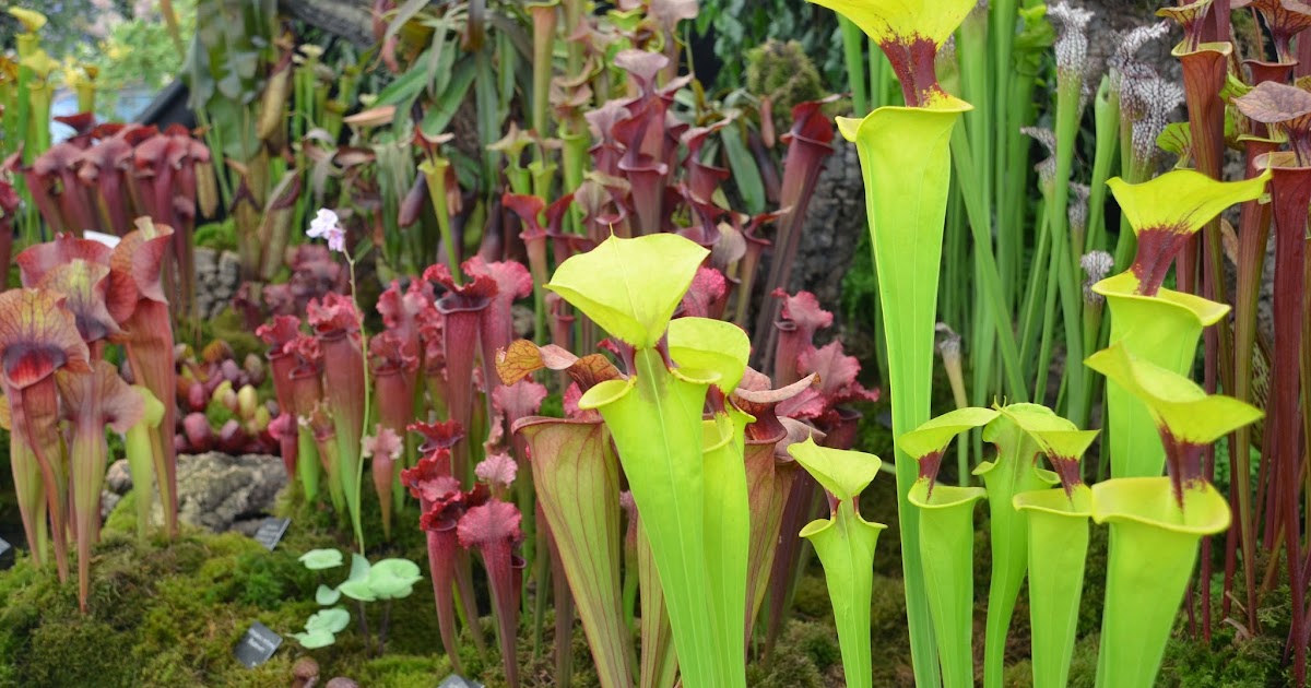 HOW TO GROW PITCHER PLANTS |The Garden of Eaden