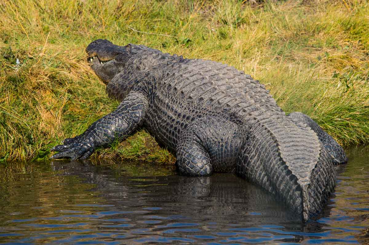 Kissack Adventures: Famous Alligators