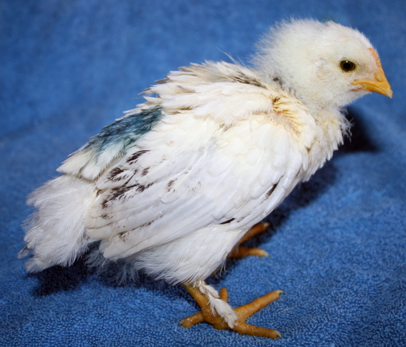 Jack's Henhouse: The Chicks Are One Month Old!