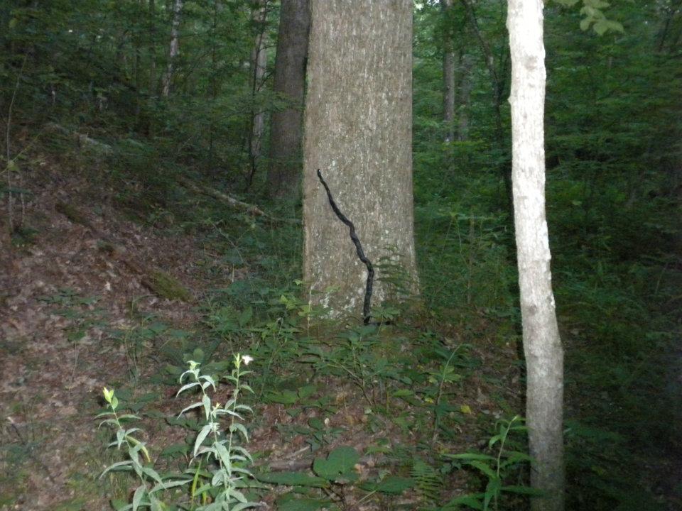 Blog: Maryland's Green Ridge State Forest