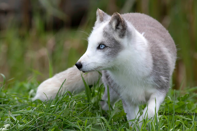 Ann Brokelman Photography: Arctic Fox in the fall 2018