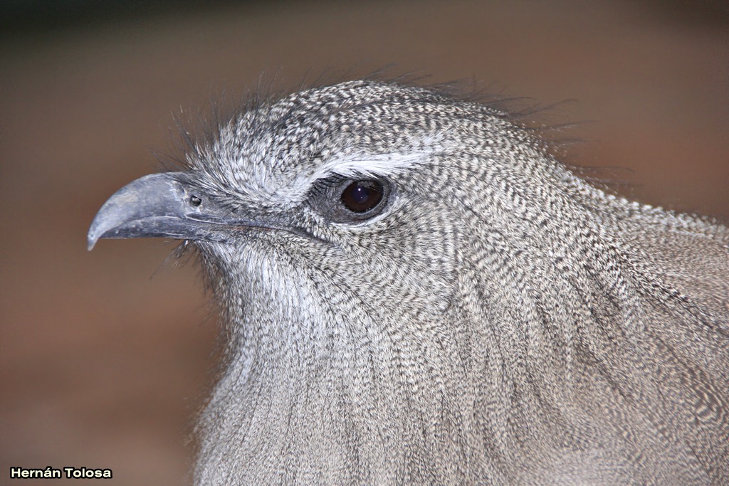 Aves de Argentina: Chuña patas negras (Chunga burmeisteri)