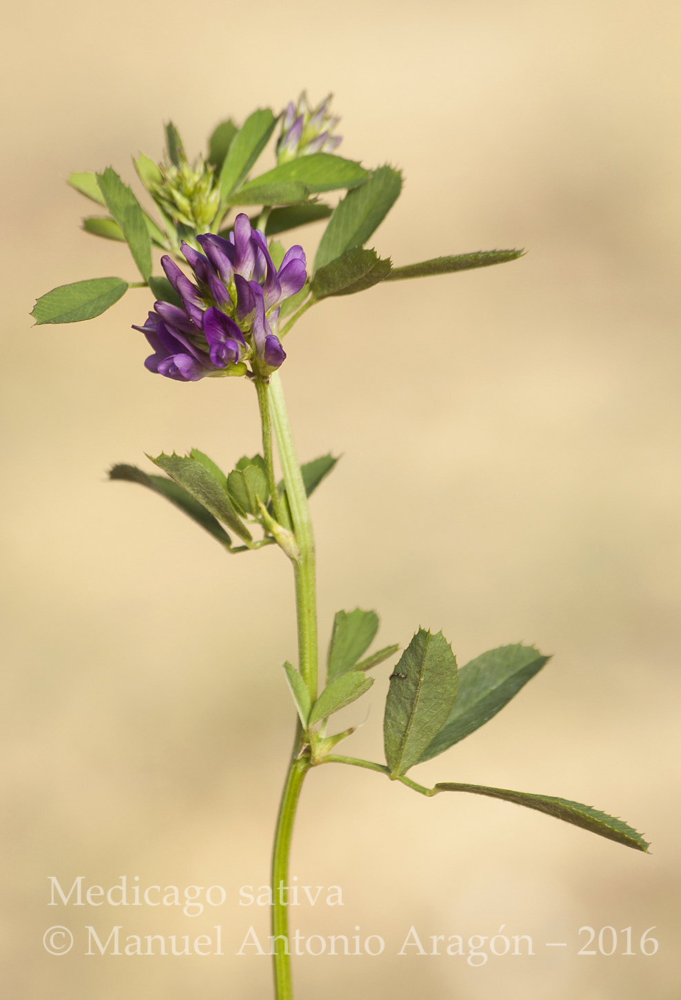 Flora silvestre chiclanera: Medicago sativa