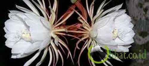 5 Bunga Termahal di Dunia - Mata Internet Dunia