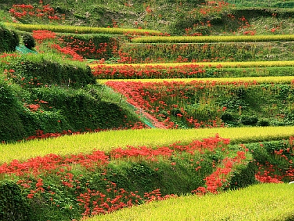 Four Seasons in Japan: Higan and spider lilies