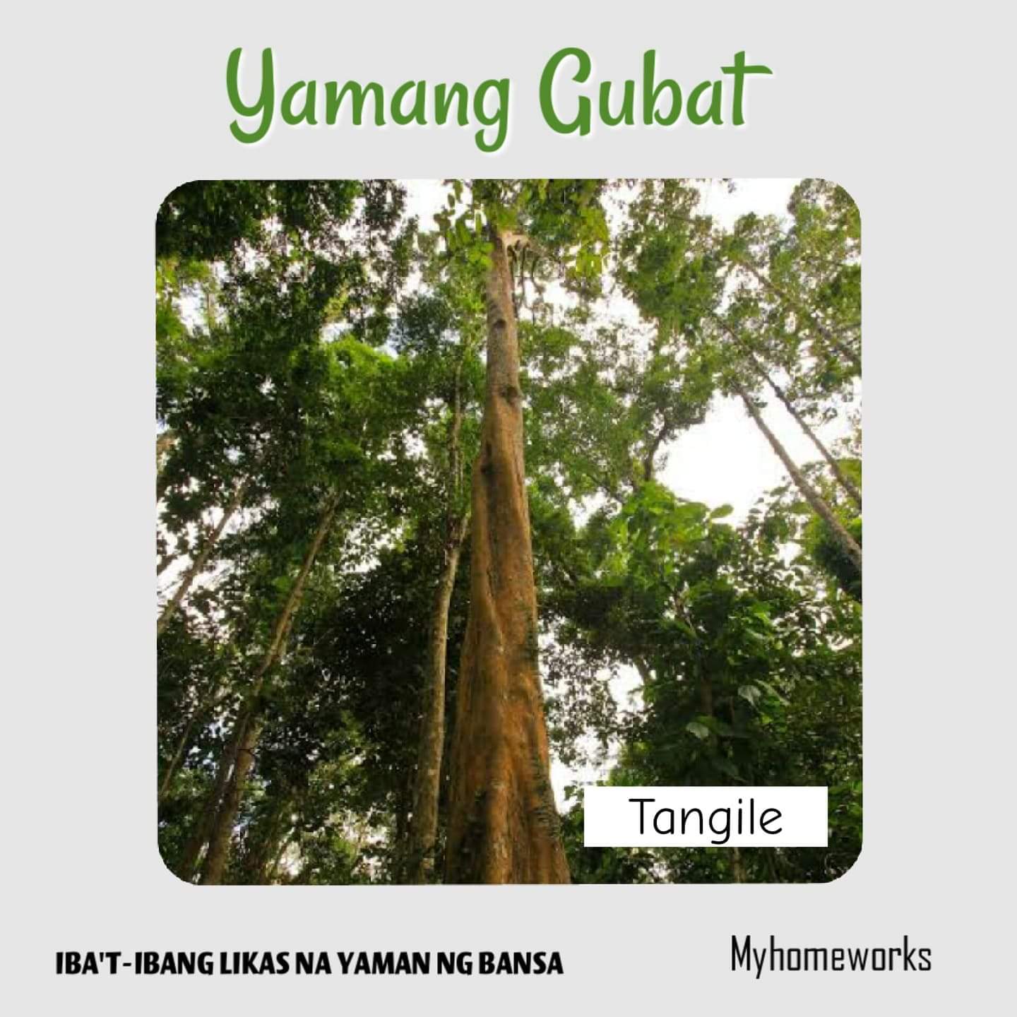 Yamang Gubat Sa Pilipinas