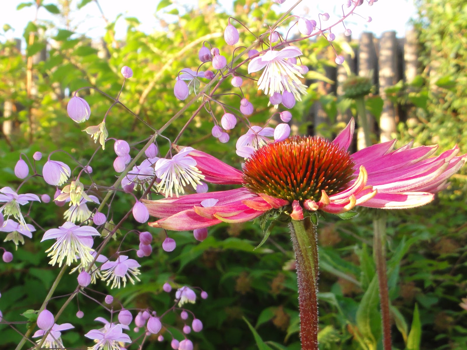 Fra frø til blomst: Purpur solhat Echinacea Purpurea