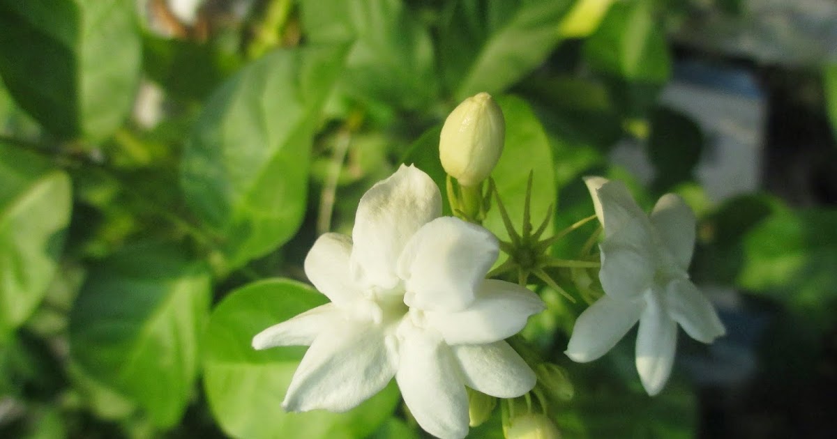 Gambar Bunga Melati Tumpuk | Gambar Bunga HD