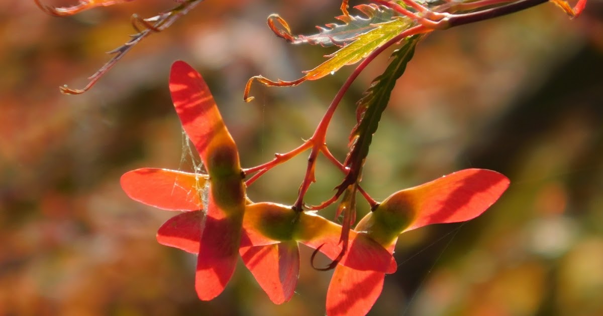 LA MULTI ANI, ROMANIA!: Fructe de artar japonez
