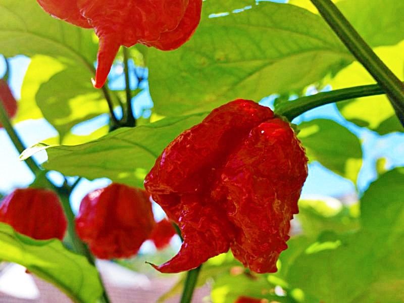 Hot Chile Peppers: Growing Carolina Reaper Chili Pepper from seeds and ...
