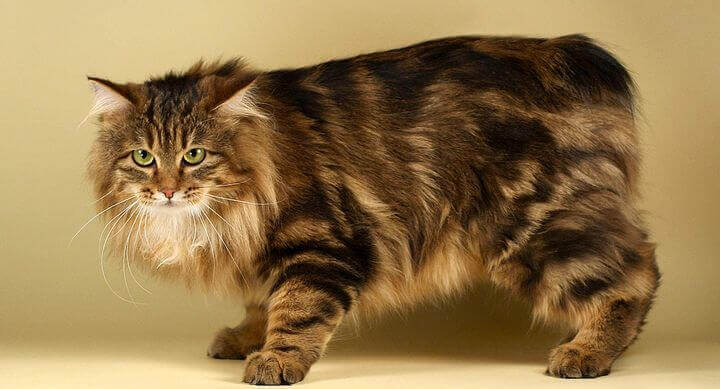 10 races des chats rares - optima4u