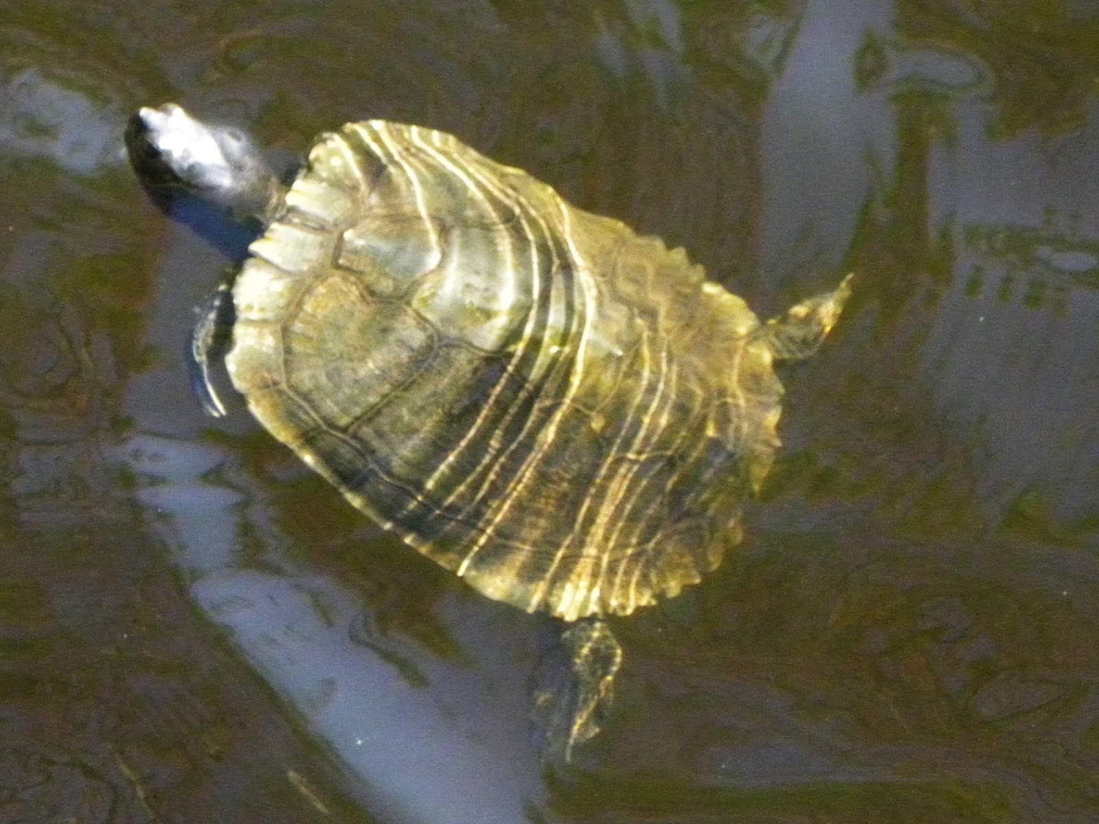 2015 TRAVELS : SANTA ROSA ISLAND - FLORIDA