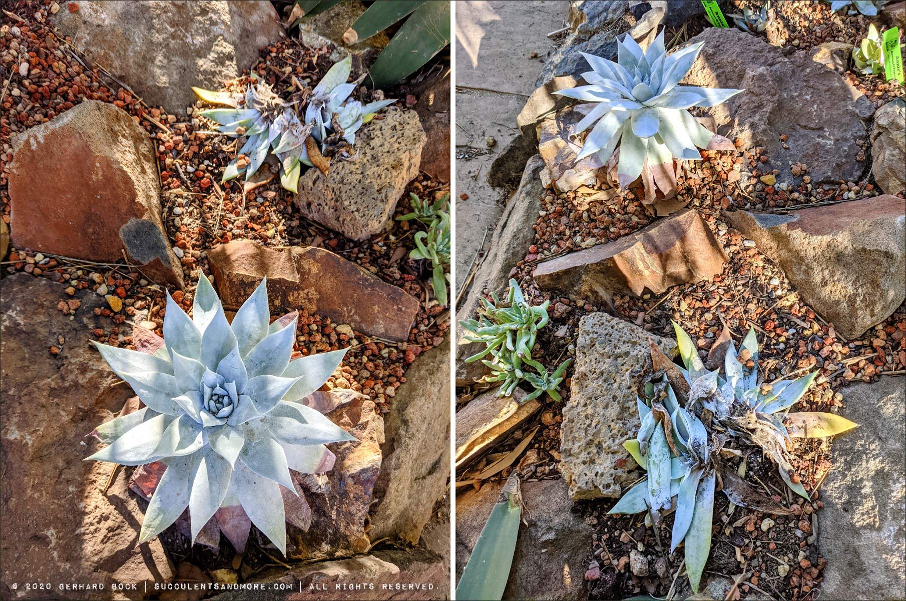 A tale of two dudleyas unfolding in our garden