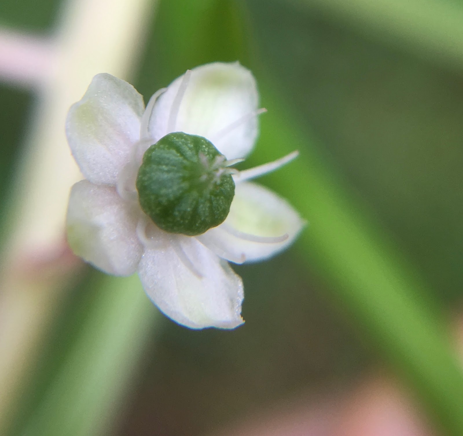 Foraging Texas: Pokeweed/Poke Salat