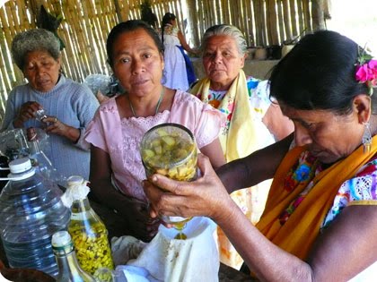 CONOCER MÉXICO POCO A POCO: - Recuperan medicina tradicional mexicana
