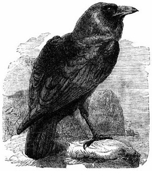 Clas Merdin: Tales from the Enchanted Island: Brân - Celtic god of Hades