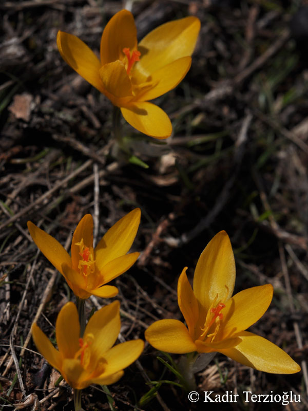 The Country Of Crocuses: Crocus gembosii Ruksans