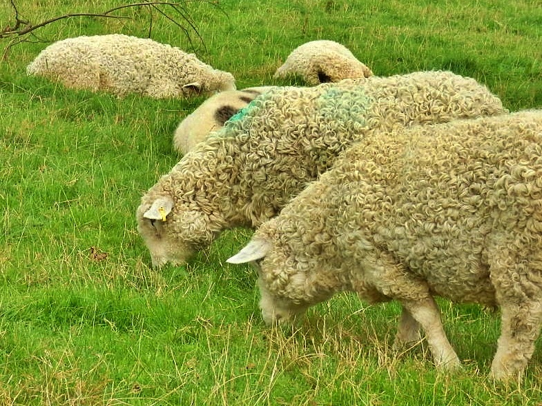 Mike's Cornwall: Farm Animals Seen In Cornwall