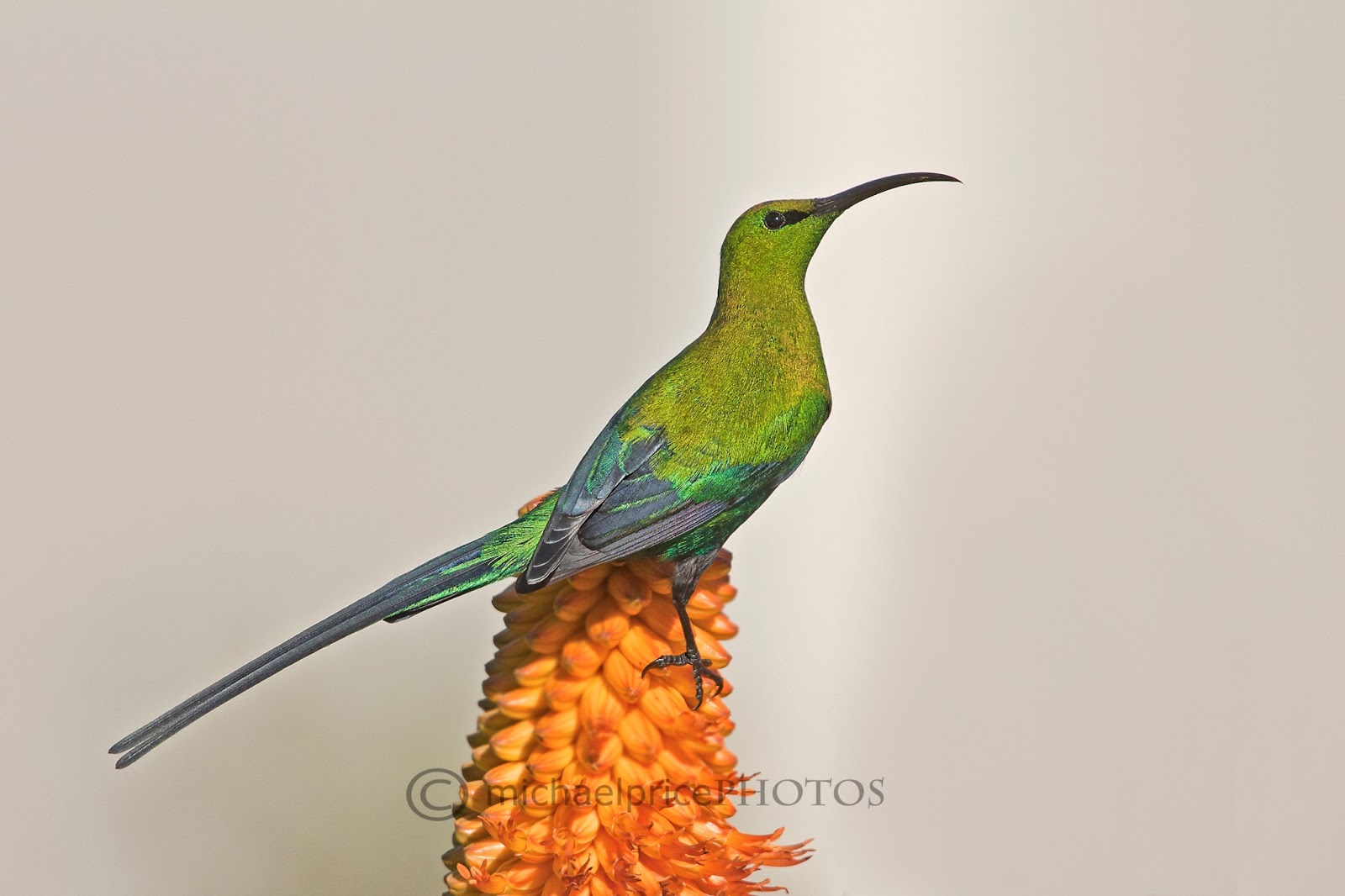 Five Star Lodge in the Addo Elephant National Park: Birds seen in