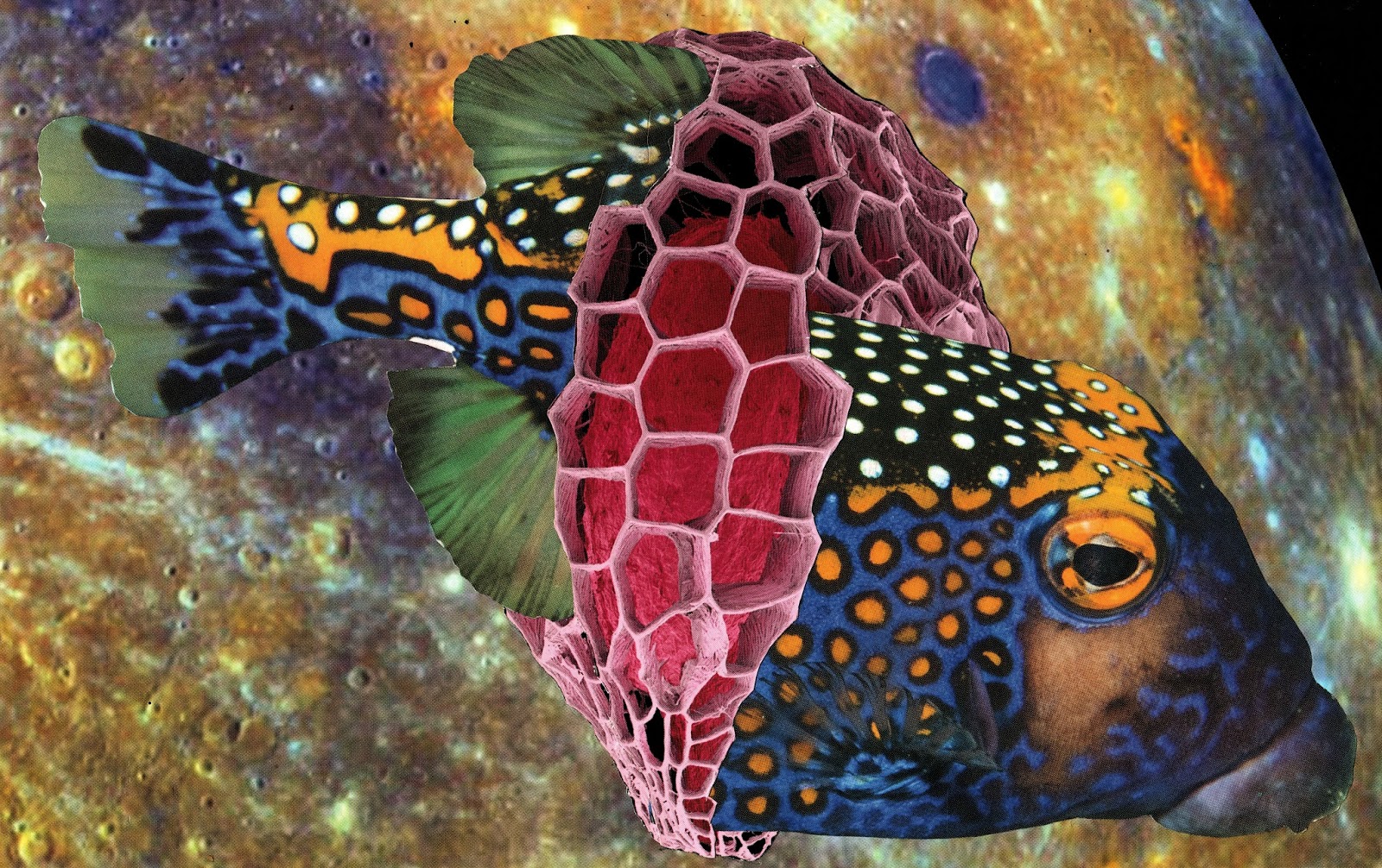 The Kollage Kit: spotted boxfish meets spacetime anomaly