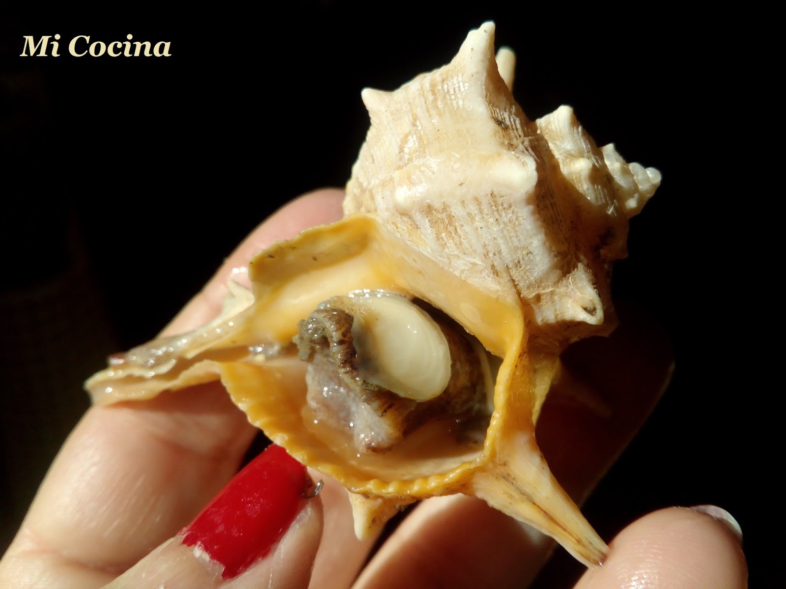 BÚSANOS COCIDOS | Mi Cocina