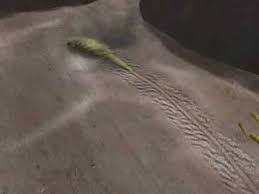 Noticias de Paleontologia: Apankura machu, un artrópodo primitivo del ...