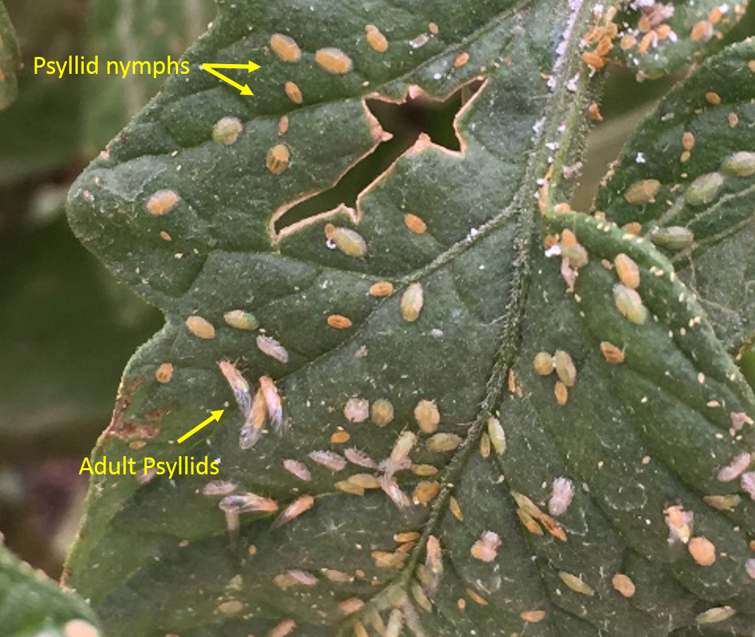 NMSU Plant Clinic: Tomato Psyllids