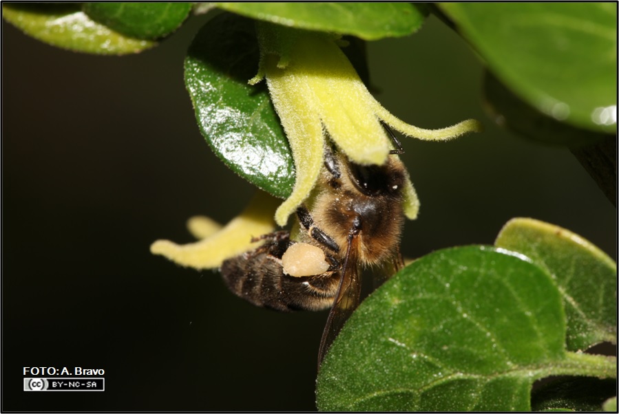 FAUNA AUXILIAR: 2018