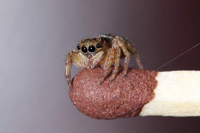 André Bernard - Fotografia de Natureza: Aranha papa-mosca ou saltadora