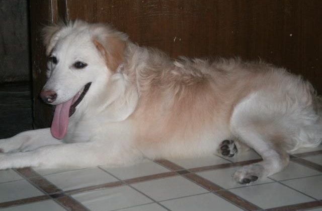 pet catalog: Labrador-Spitz