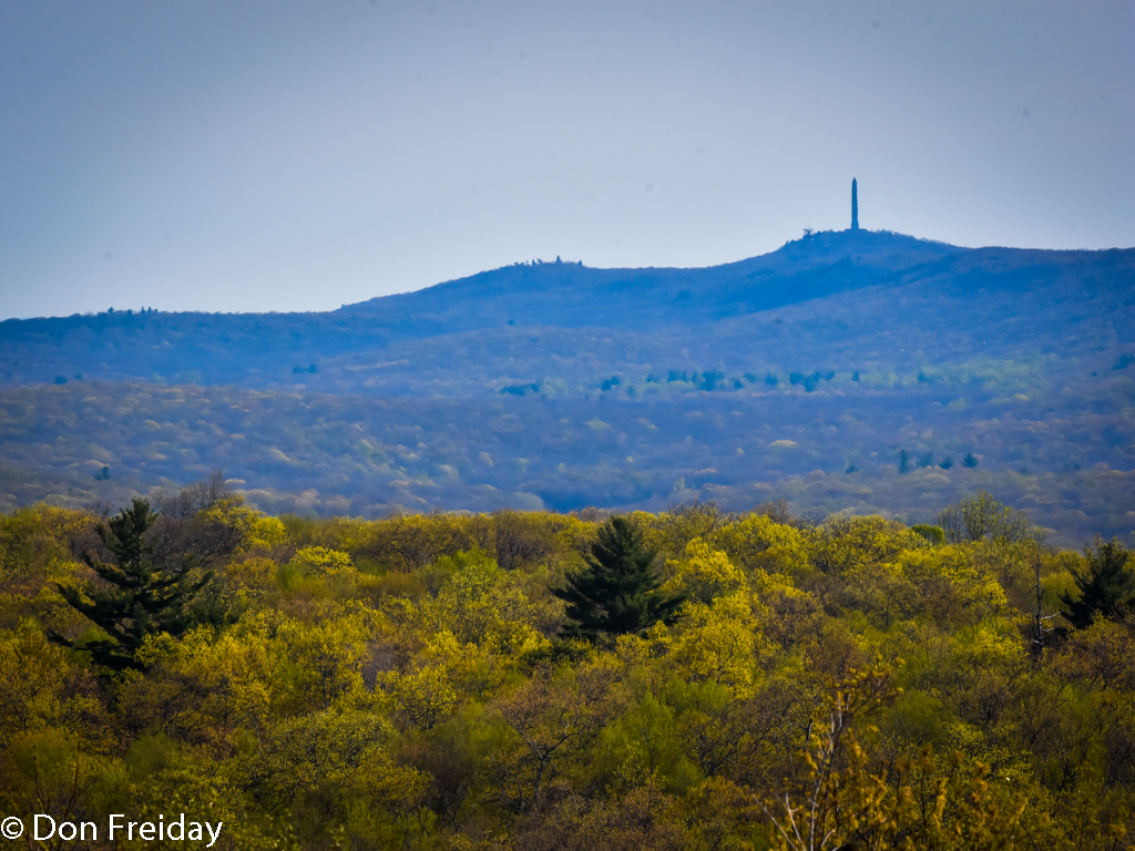 The Freiday Bird Blog: 50 Shades of Green and 1 of Black