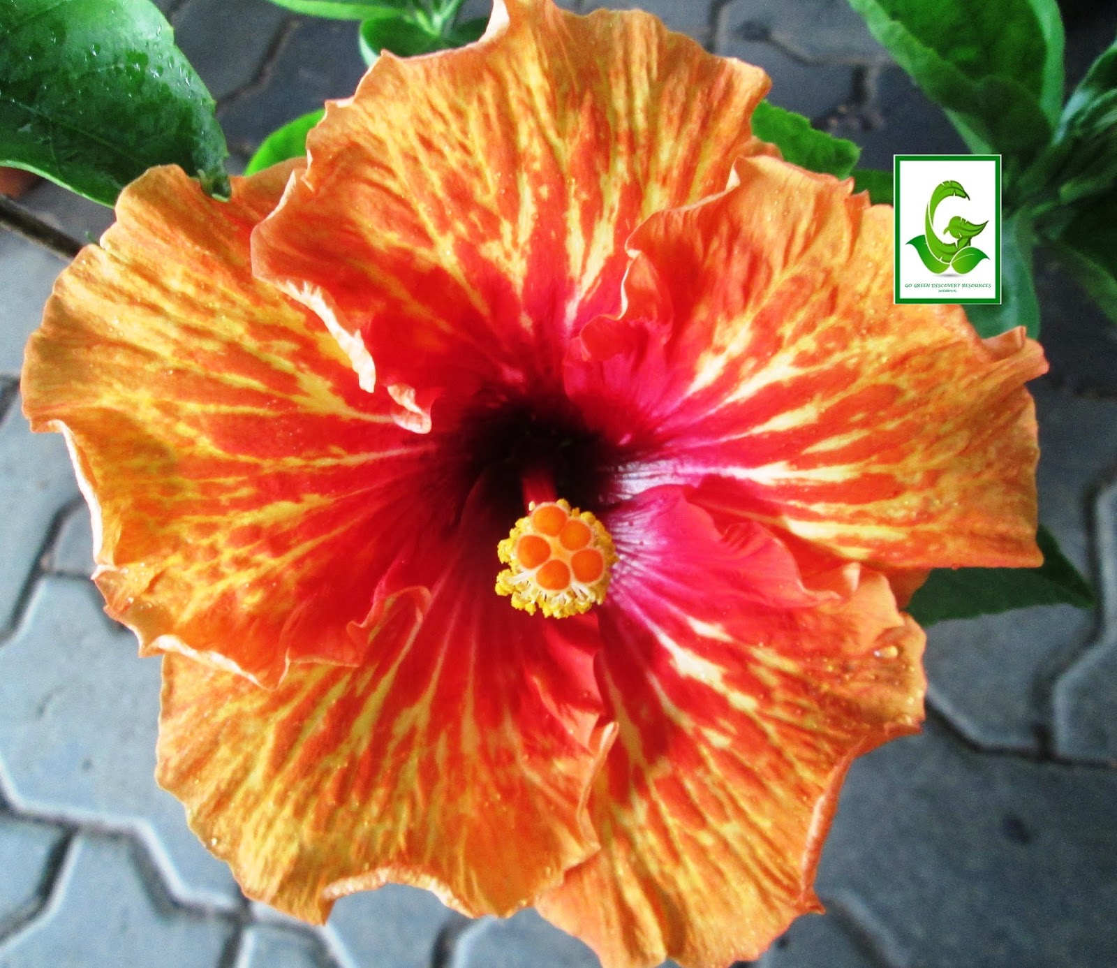 GoGreen Travel: Bunga Raya / Hibiscus