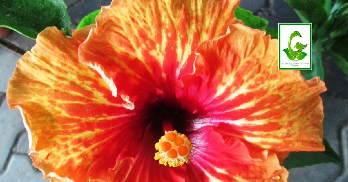 GoGreen Travel: Bunga Raya / Hibiscus