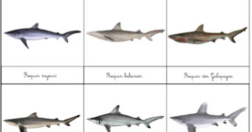 DIY Montessori: Nomenclatures des requins du monde