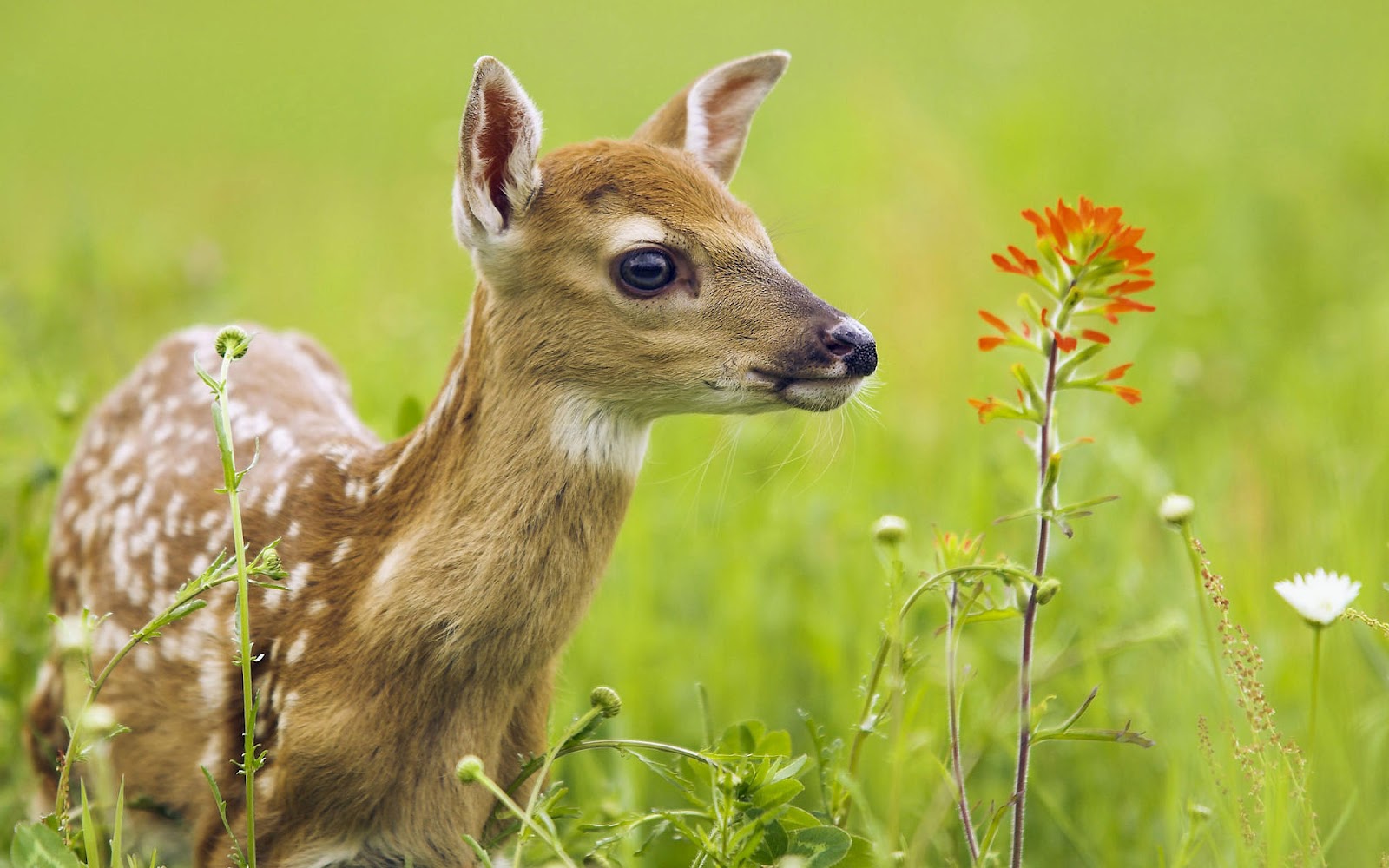 Herten Achtergronden